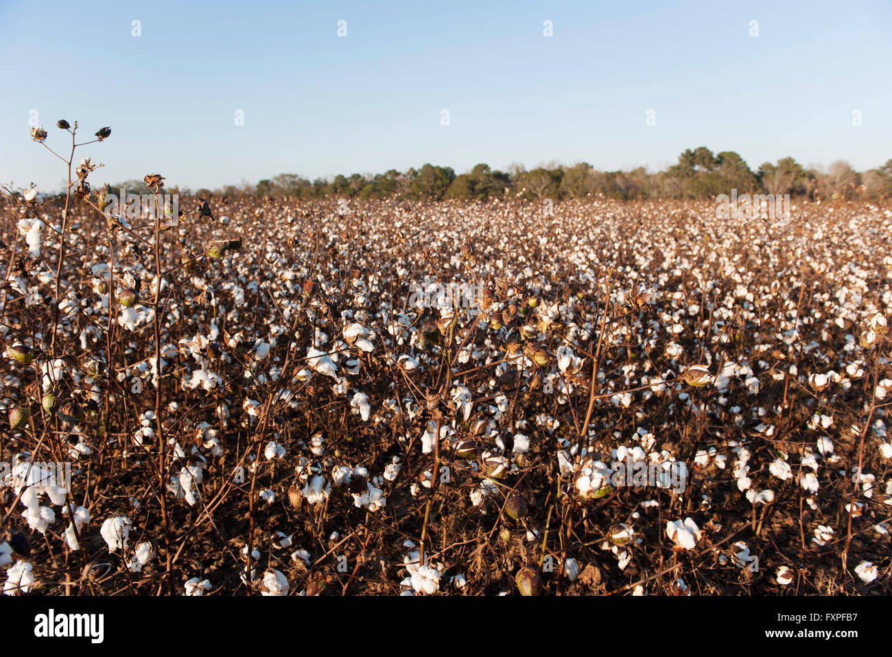 Cotton Crops High Resolution Stock Photography and Images - Alamy