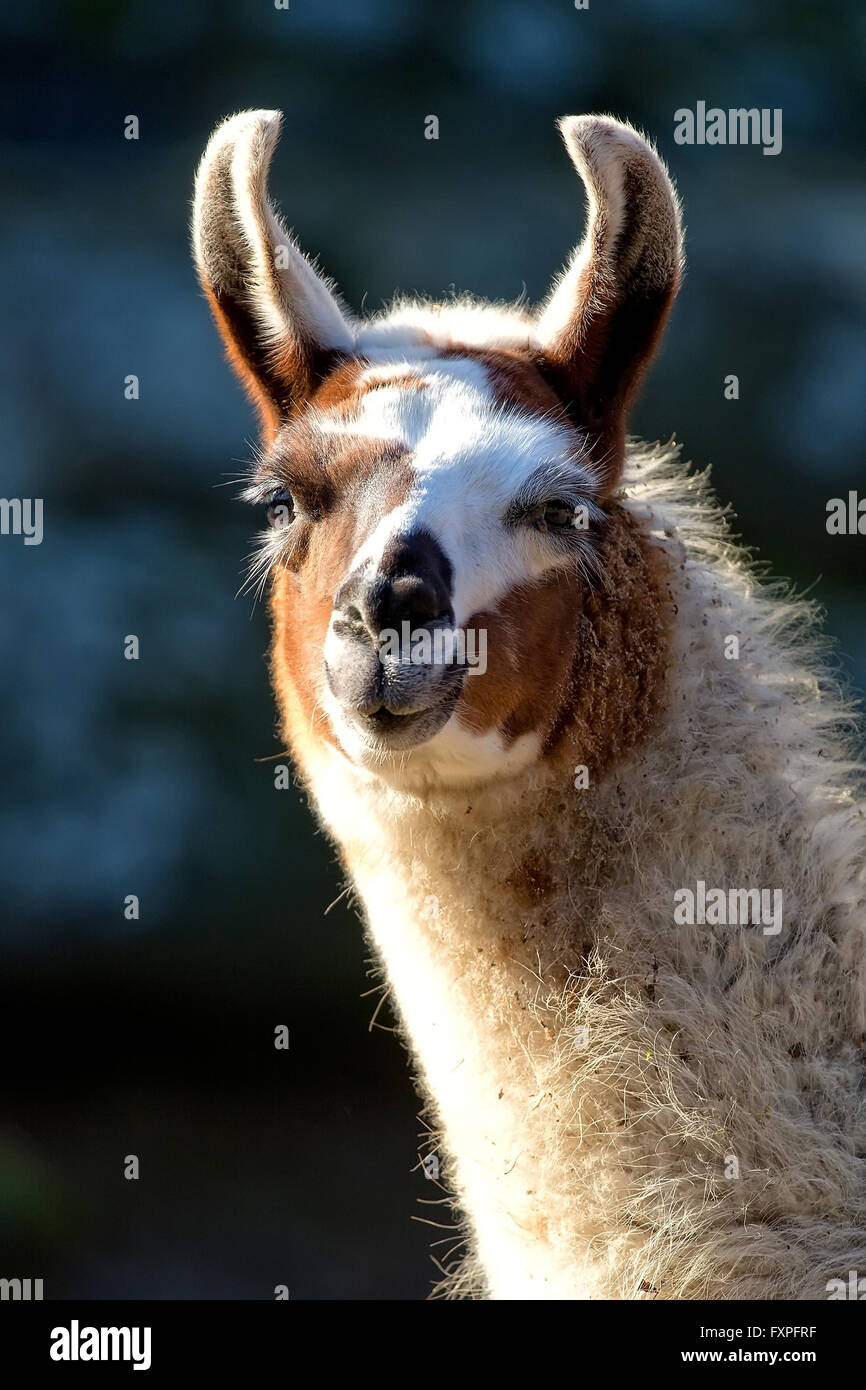 Lama in the wild, a portrait Stock Photo - Alamy