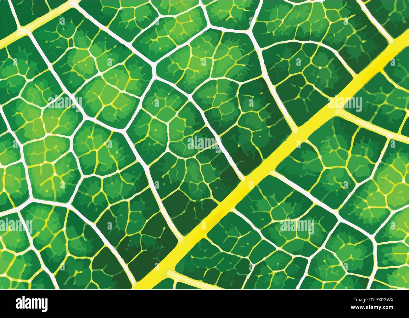 Green leaf texture background Stock Vector Image & Art - Alamy