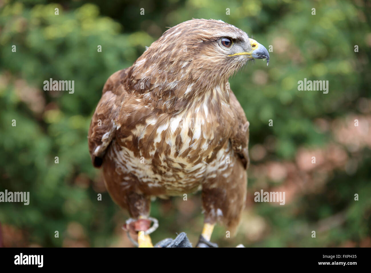Gentle buzzard bird on a birdwatcher's hand Stock Photo - Alamy