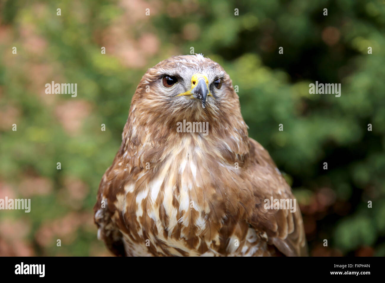 Head shot of an buzzard with blurred green natural background Stock ...