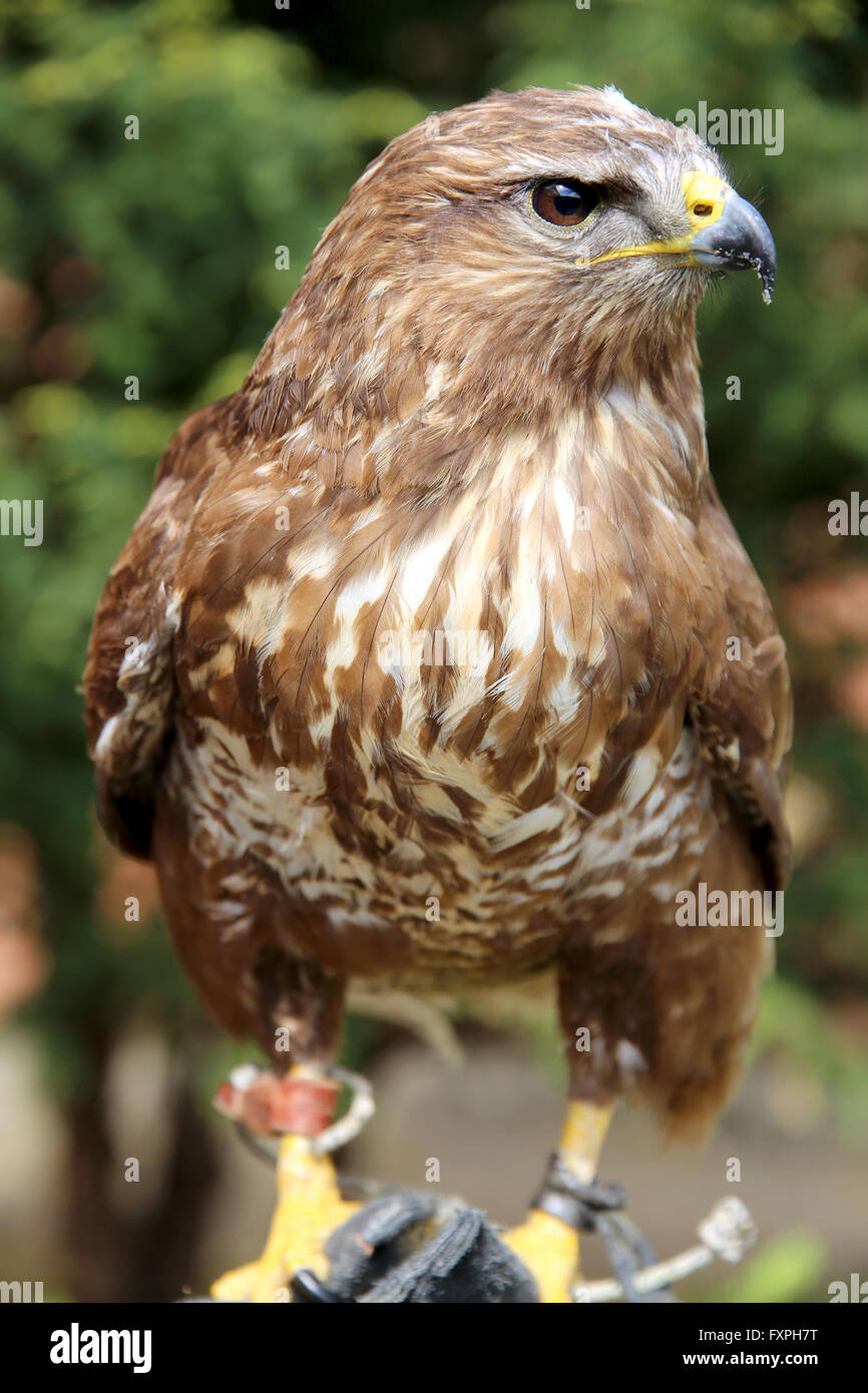 Buzzard sitting on the hand of his unknown falconer Stock Photo - Alamy