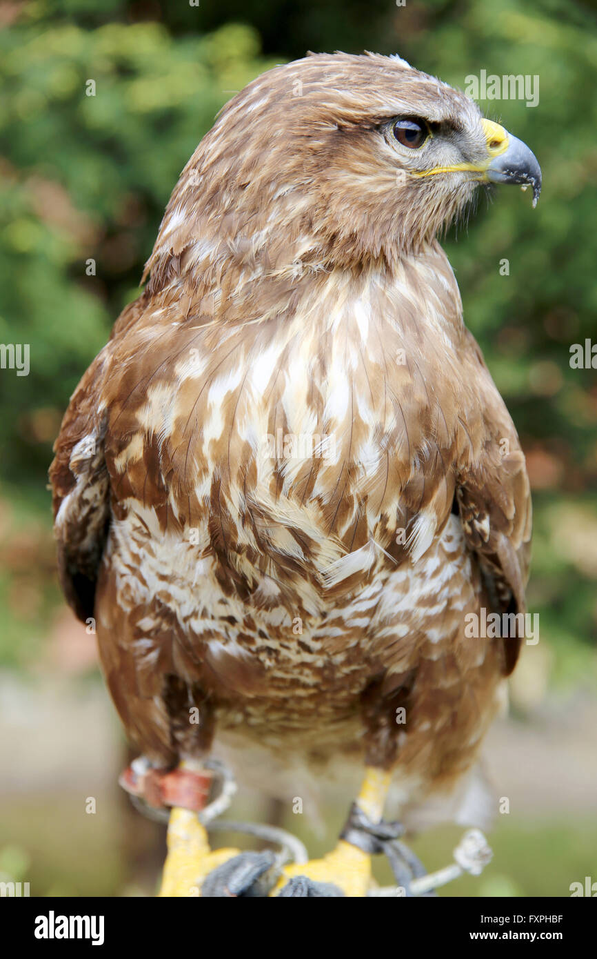 Buzzard sitting on the hand of his unknown falconer Stock Photo - Alamy