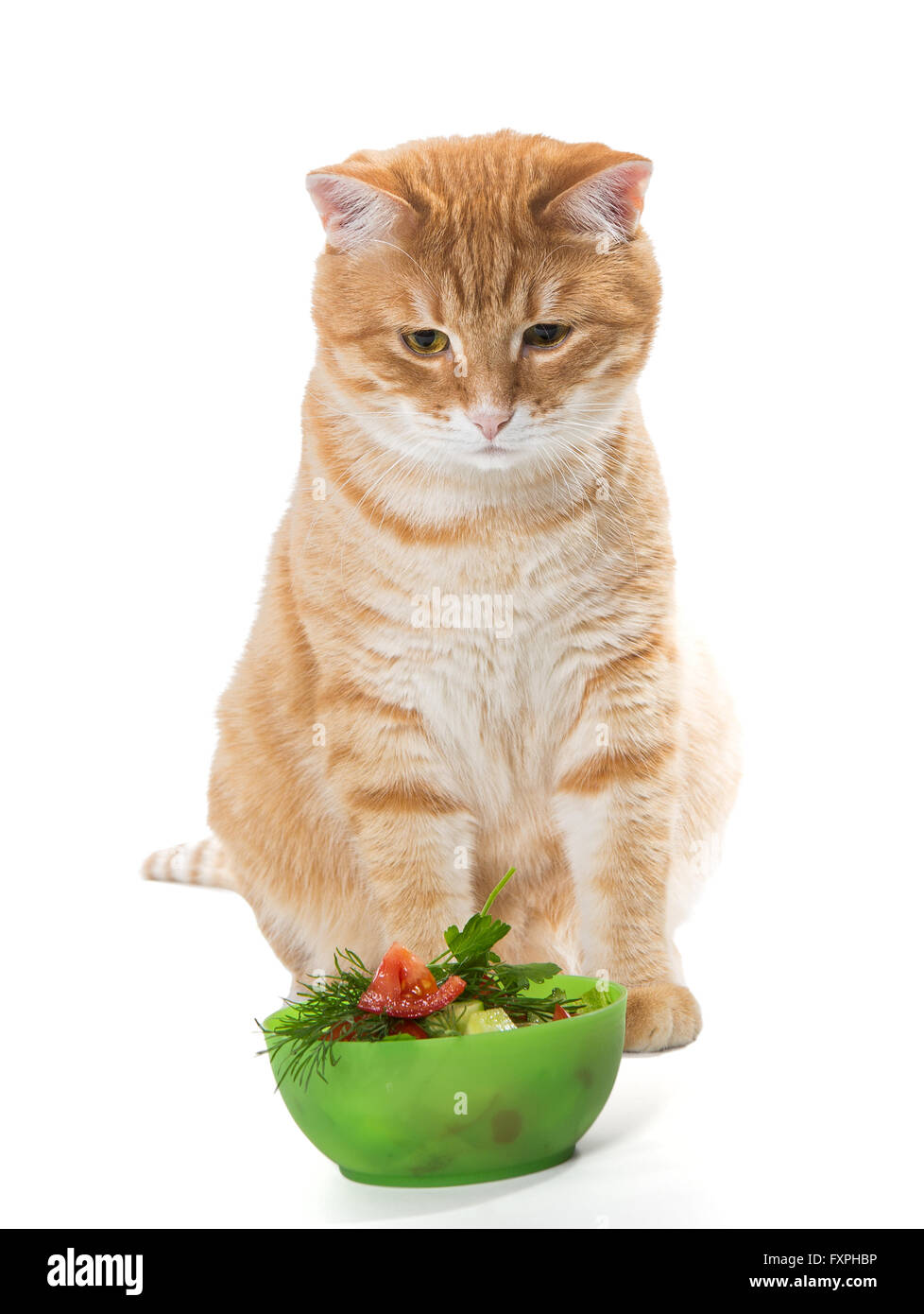 Fat ginger cat eating a salad, isolated on white Stock Photo - Alamy