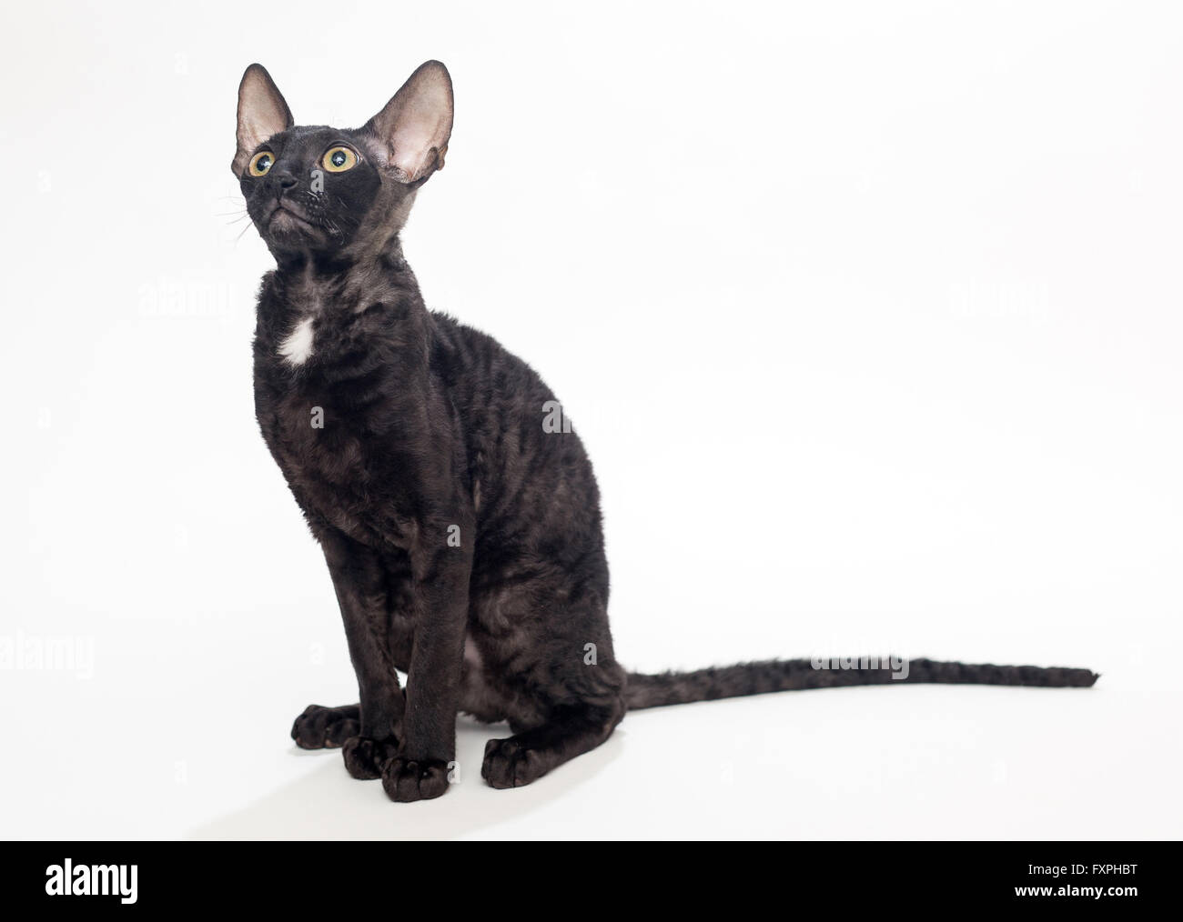 Black cat Cornish Rex Stock Photo - Alamy
