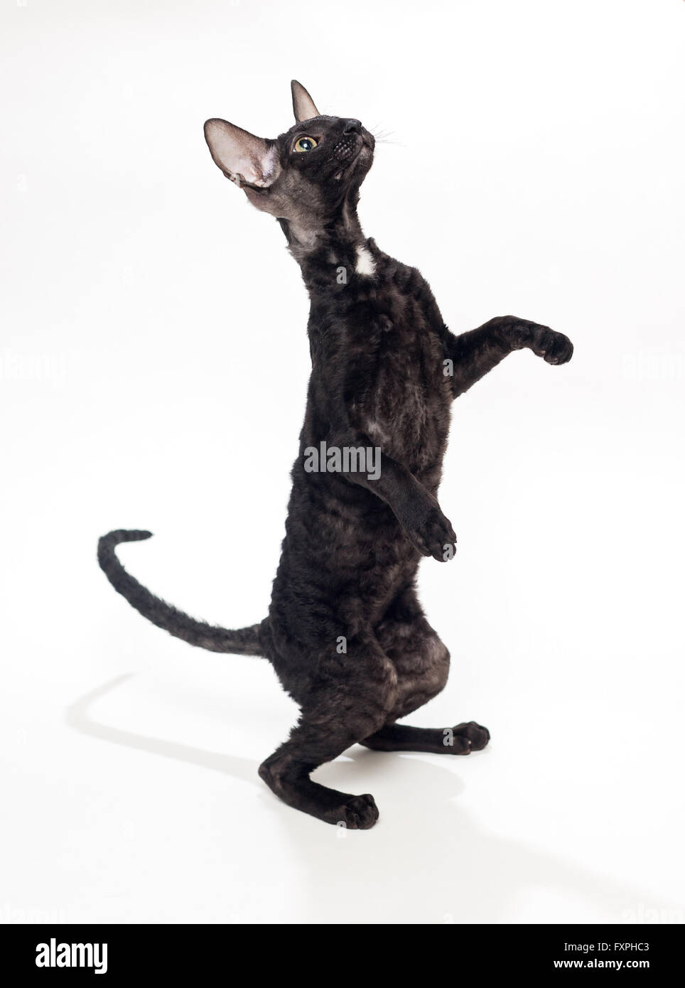 Black cat Cornish Rex Stock Photo - Alamy
