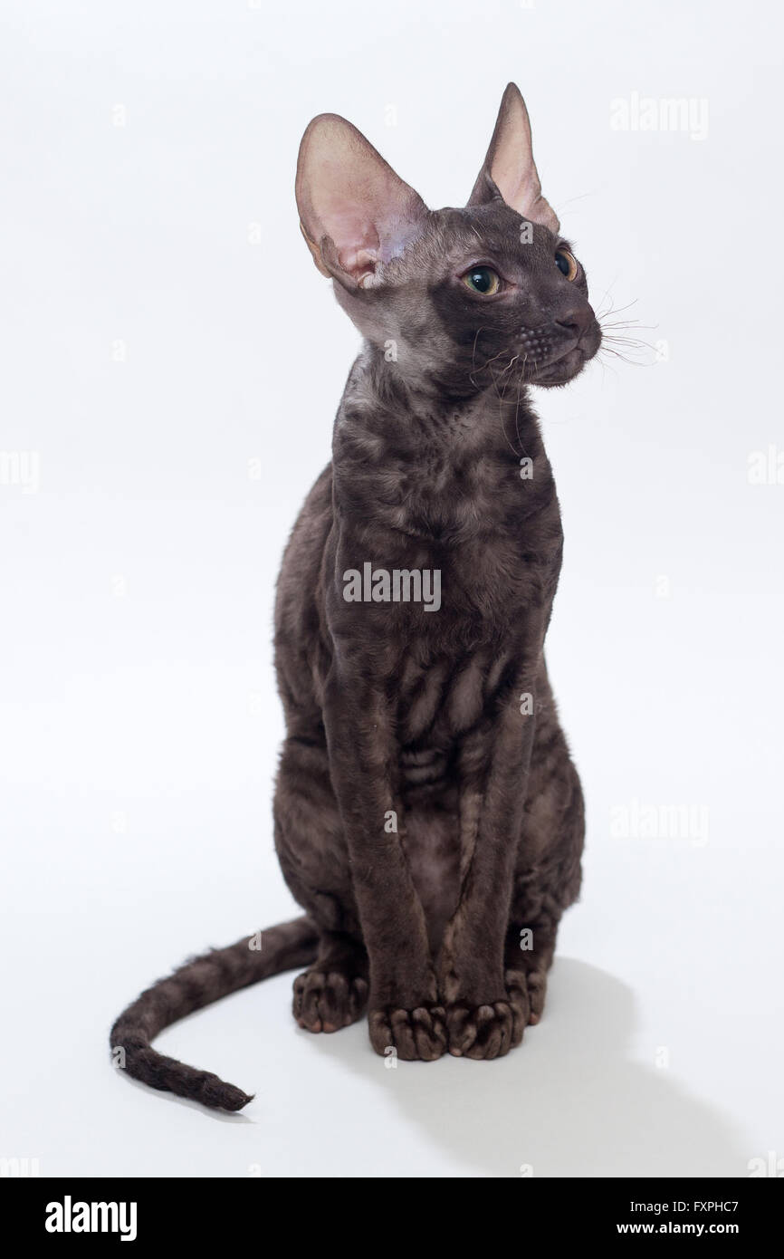 Black cat Cornish Rex Stock Photo - Alamy