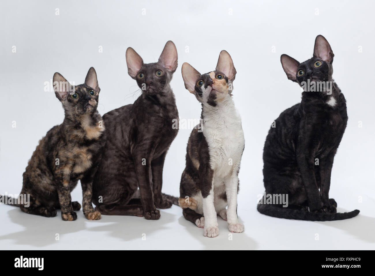 Four cats Cornish Rex on a white background, not isolated Stock Photo ...