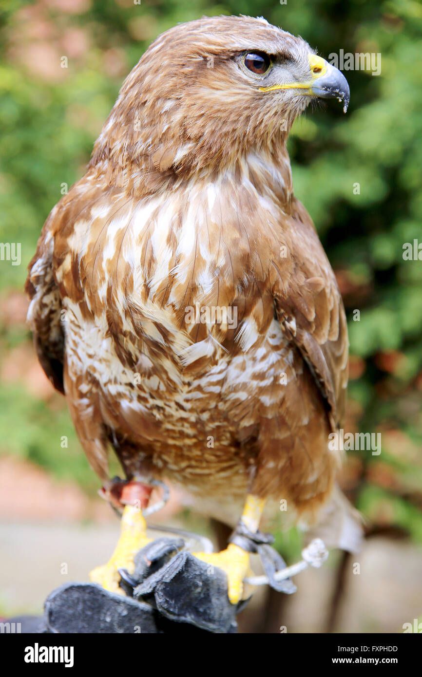 Buzzard sitting on the hand of his unknown falconer Stock Photo - Alamy