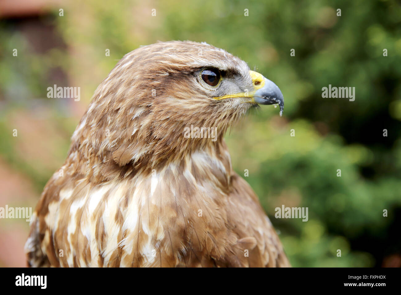 Side view head shot of a common buzzard buteo buteo Stock Photo - Alamy