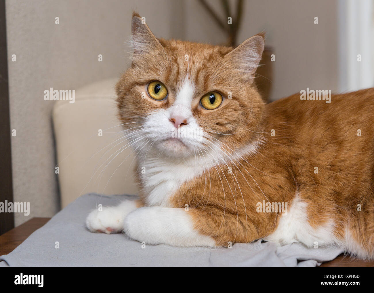 Big red cat is in the room and resting Stock Photo - Alamy