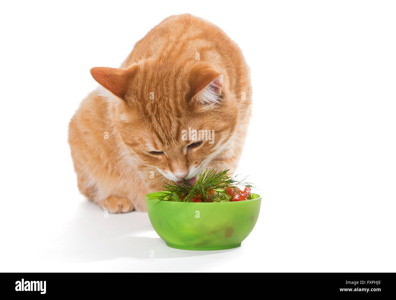 Fat ginger cat hi-res stock photography and images - Alamy