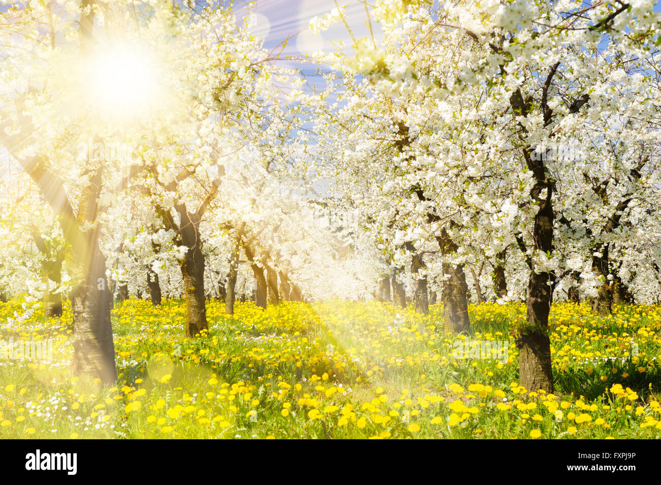 sun rays at blooming apple tree Stock Photo - Alamy