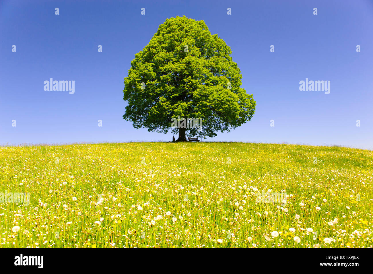 Linden tree flower hi-res stock photography and images - Alamy