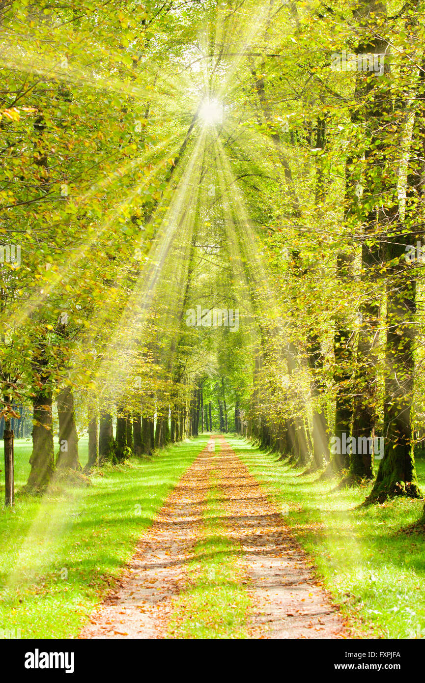 tree alley with sun rays at spring Stock Photo - Alamy