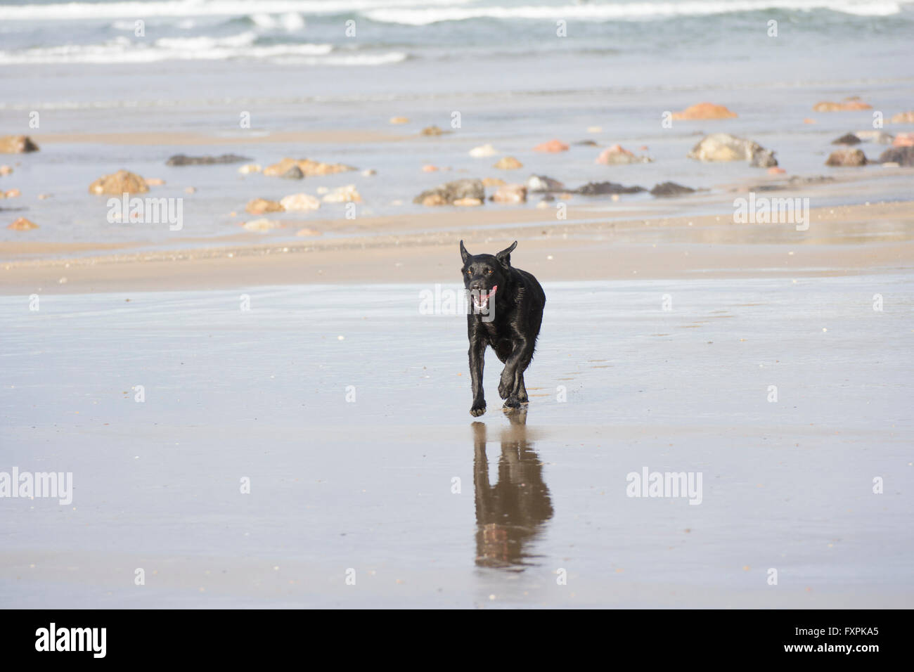 Labrador running at beach Stock Photo - Alamy