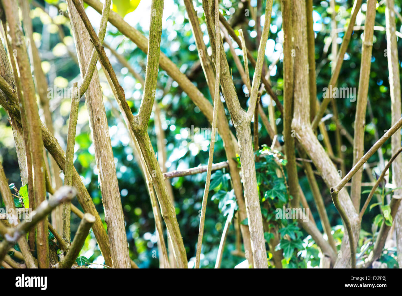 Natural Bare Wooden Garden Shrub or Tree Branches Stock Photo - Alamy