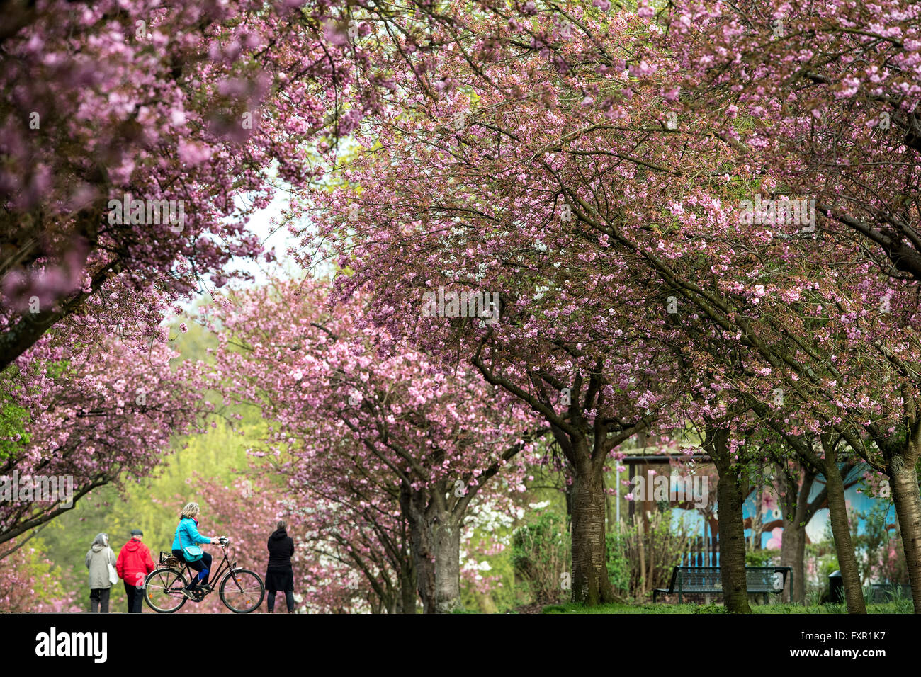 Cologne, Germany. 16th Apr, 2016. Pedestrians walk beneath flowering ...