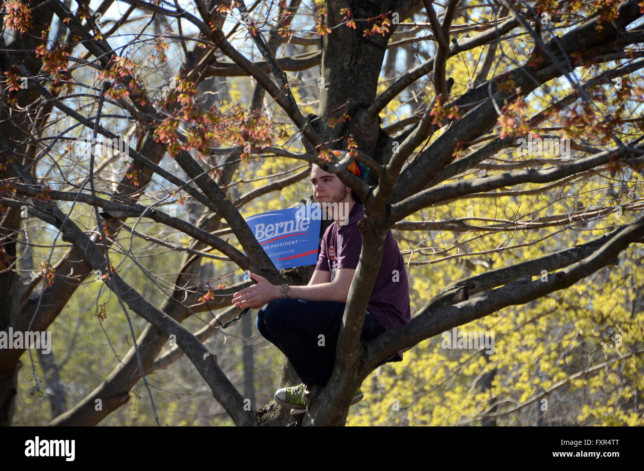 Brooklyn, New York, USA. 17th April, 2016. man up tree at Bernie ...
