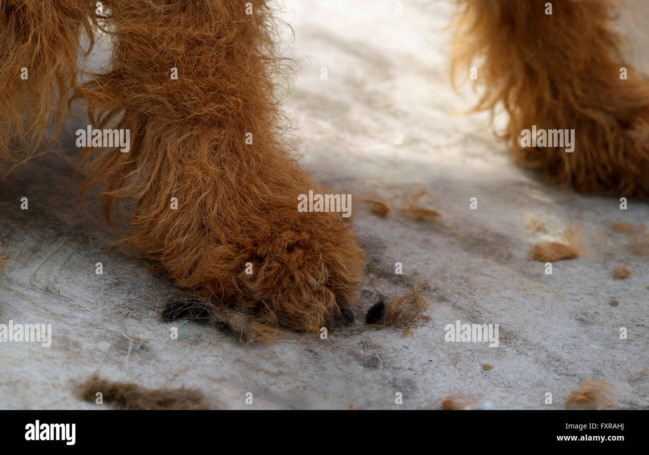 Trimming A Dog Stock Photo - Alamy