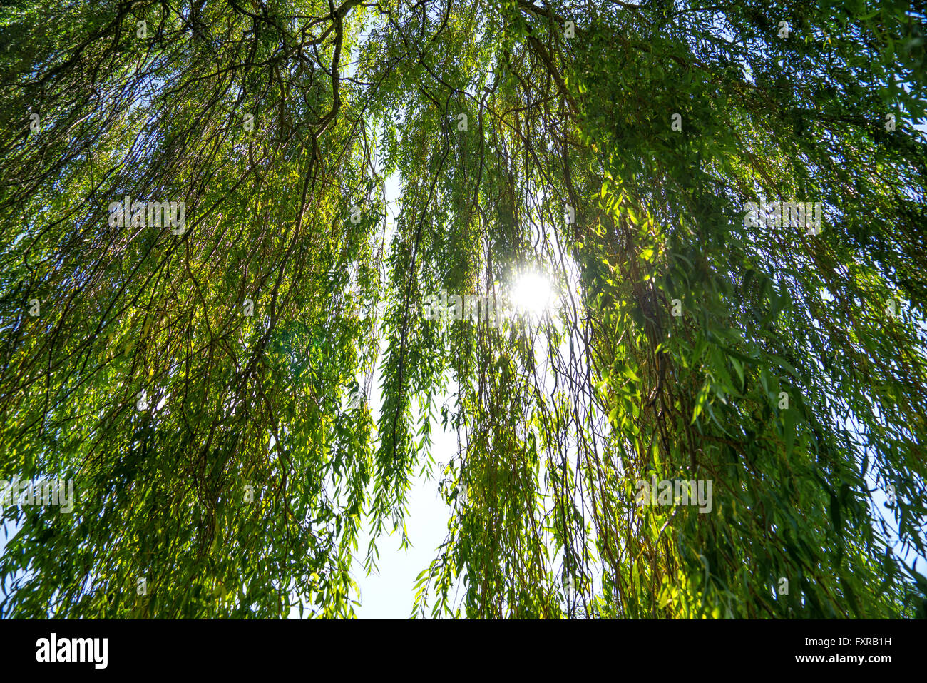 Willow tree hi-res stock photography and images - Alamy