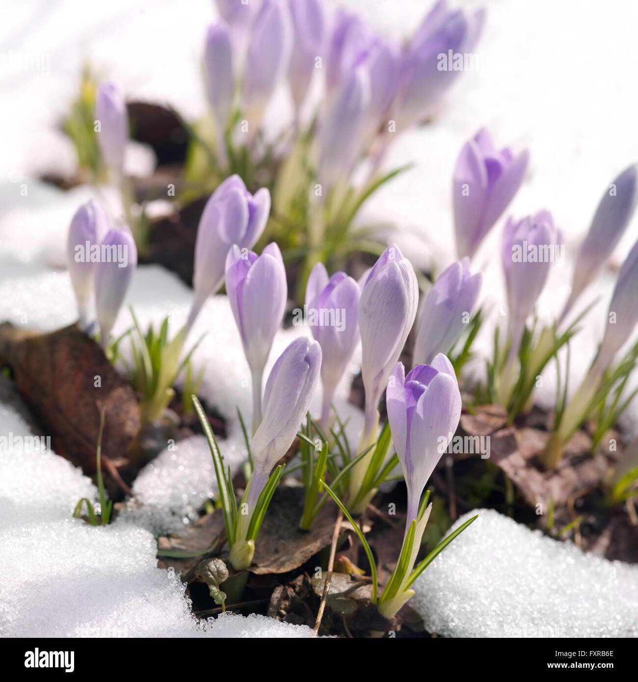 Crocuses Under Snow Stock Photo - Alamy