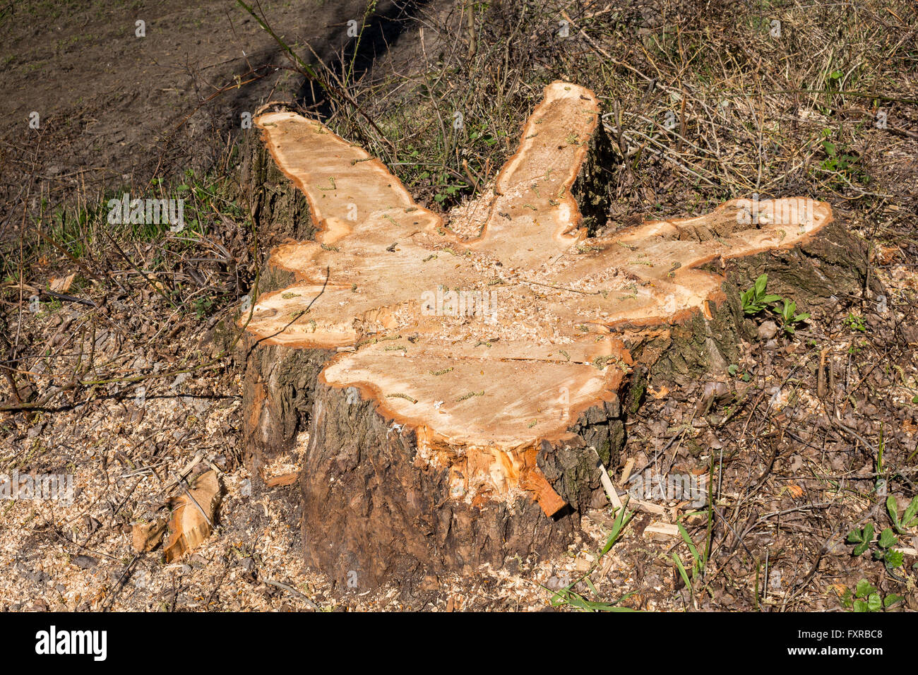 Abstract shape of the three fingers, created by the cut tree in the ...