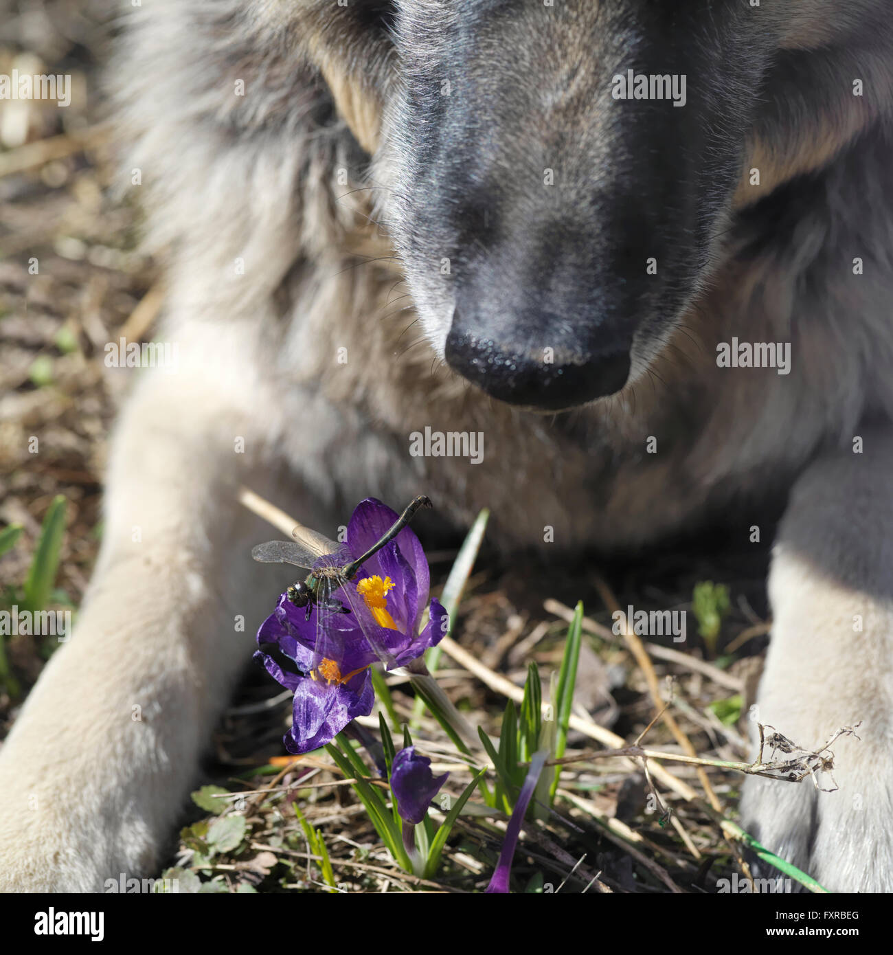 Dog and dragonfly Stock Photo - Alamy