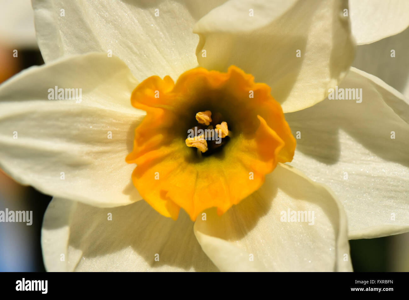 Daffodils in Spring Stock Photo - Alamy