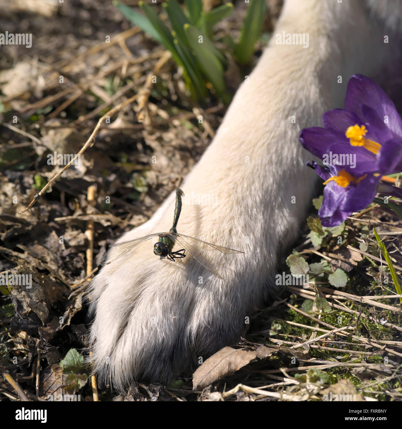 Dragonfly And Dog Stock Photo - Alamy