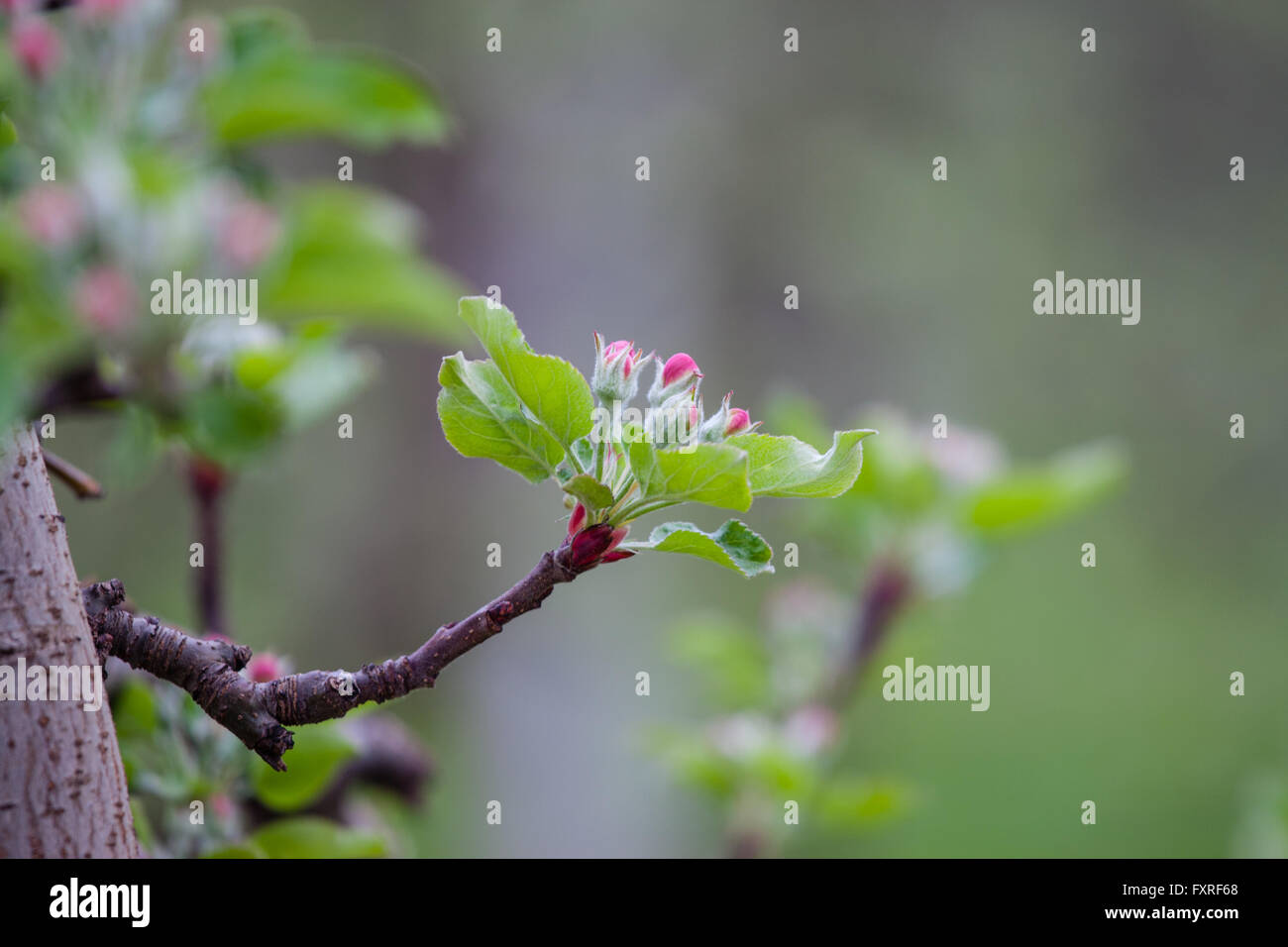 Flowering apple tree close up in early spring Stock Photo - Alamy