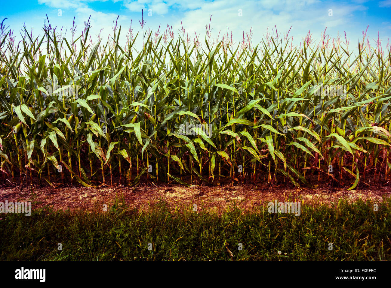 Minimalist view, row of corn in Indiana, USA Stock Photo - Alamy