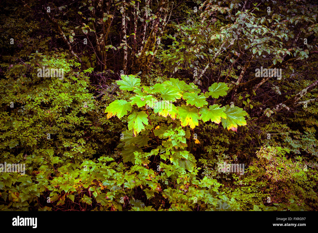 Devils club hi-res stock photography and images - Alamy