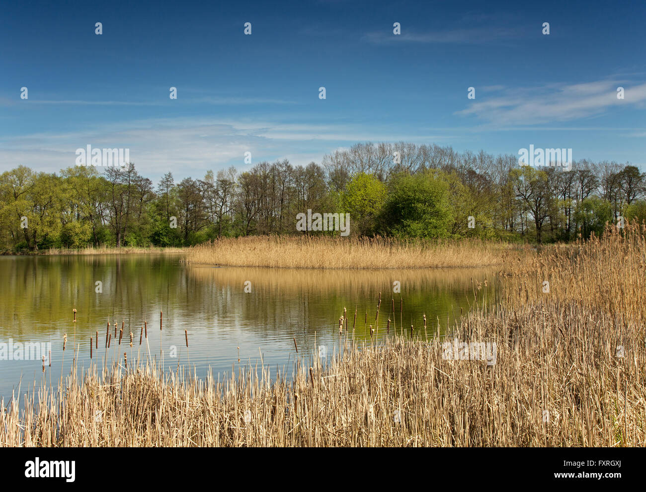 Photo of pond with banks covered with dry last year's reed and the reed ...