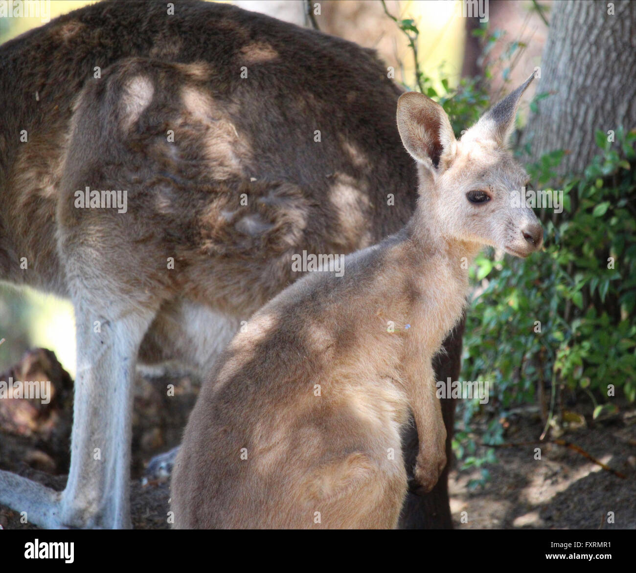 Joey close up australia hi-res stock photography and images - Alamy