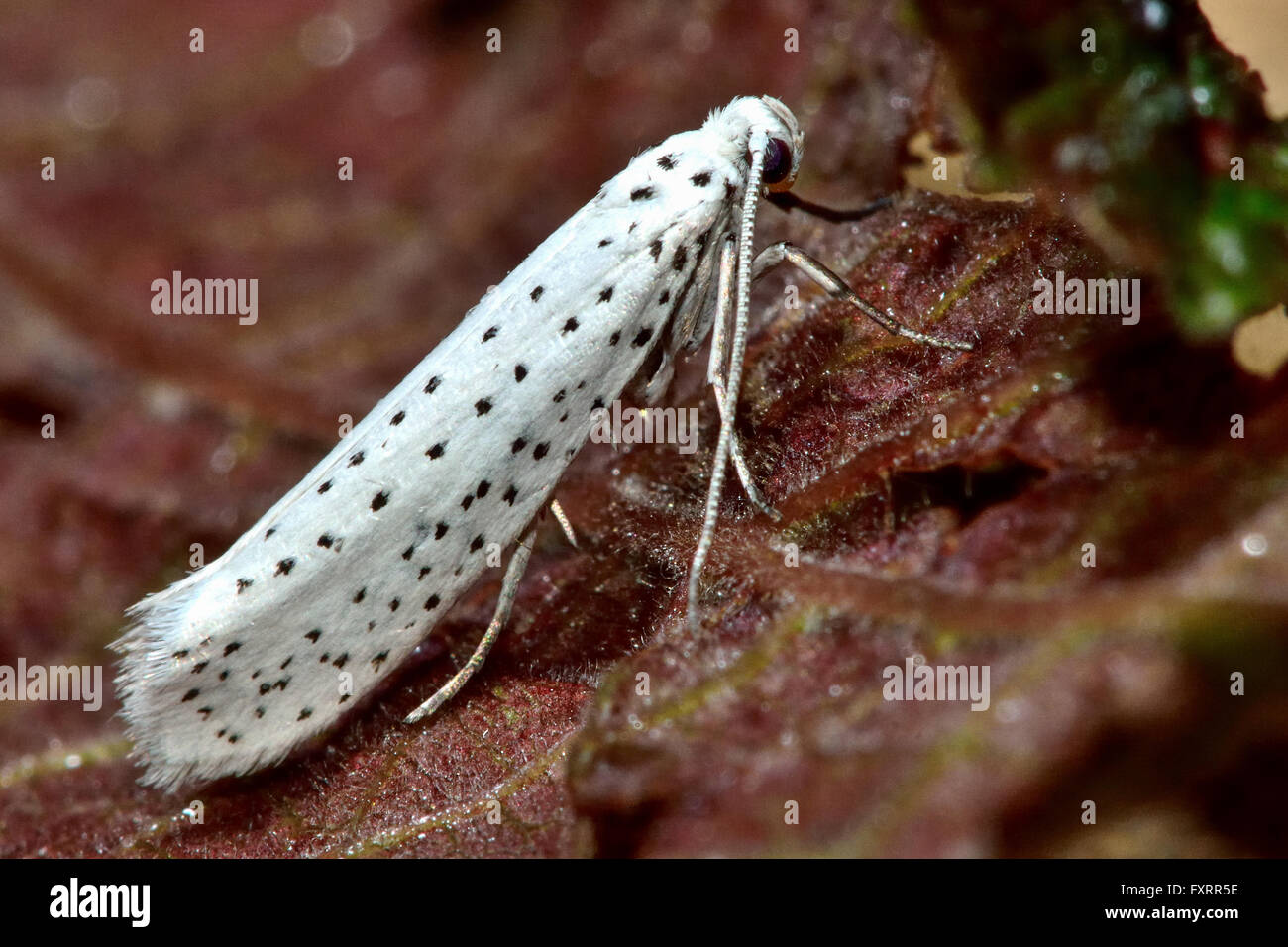 Bird-cherry ermine (Yponomeuta evonymella). White insect with black ...