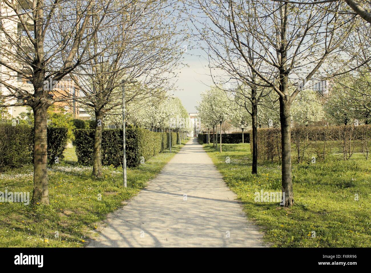 Tree lined avenue in city park Stock Photo - Alamy