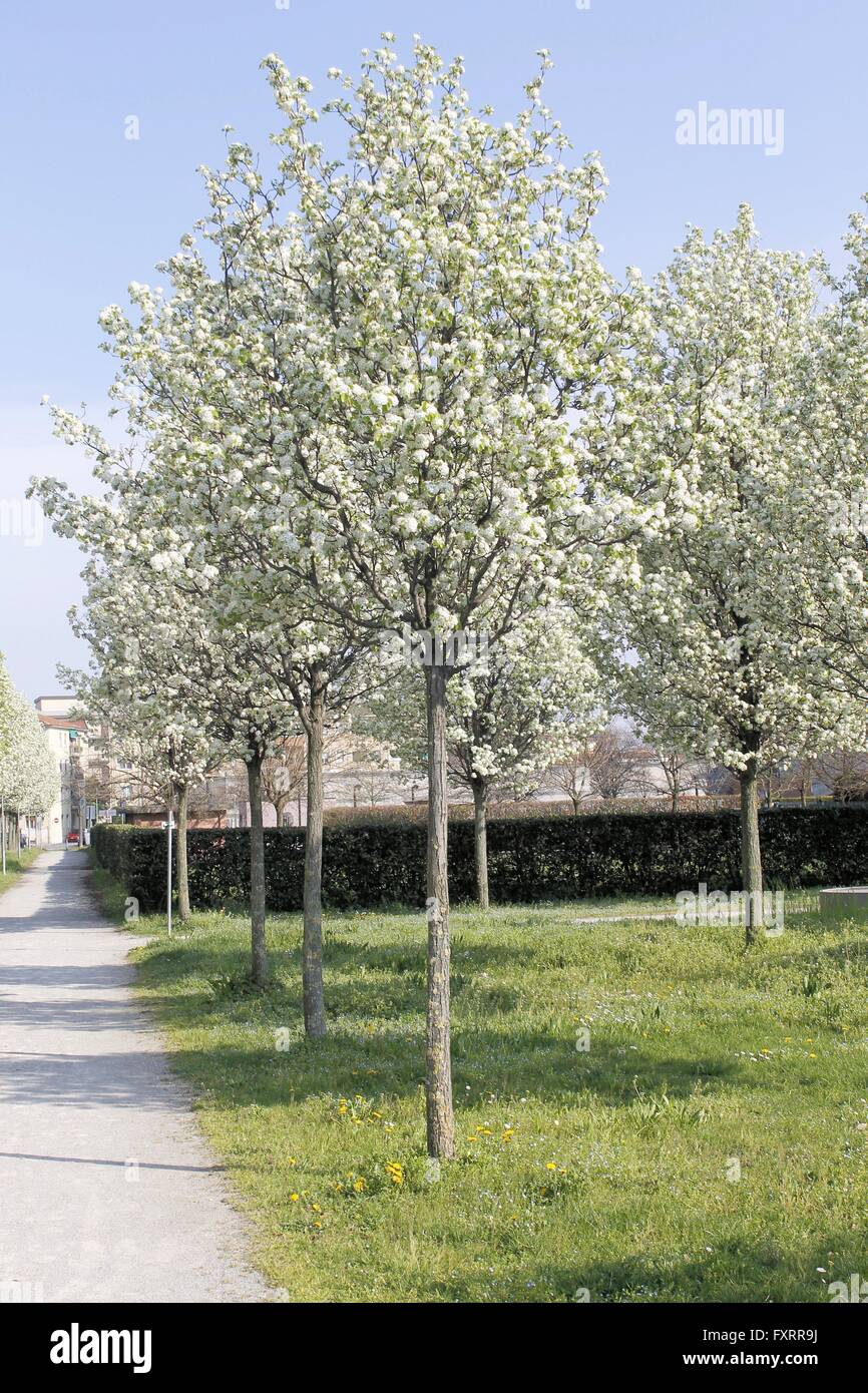 Tree lined avenue in city park Stock Photo - Alamy