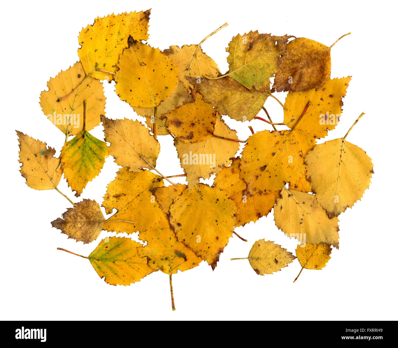 Silver birch leaf hi-res stock photography and images - Alamy