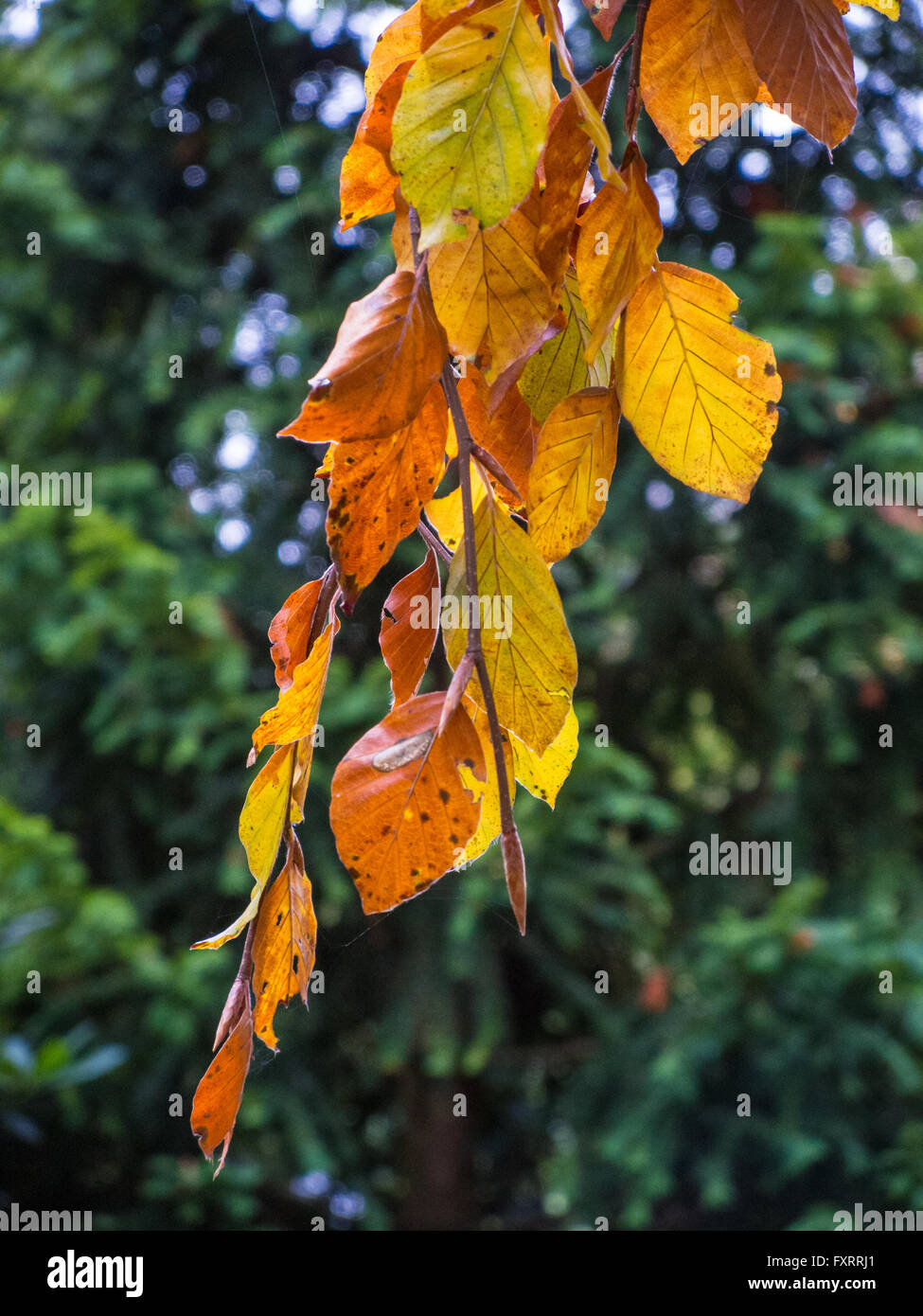 Leaves of a beech tree in autumn Stock Photo - Alamy