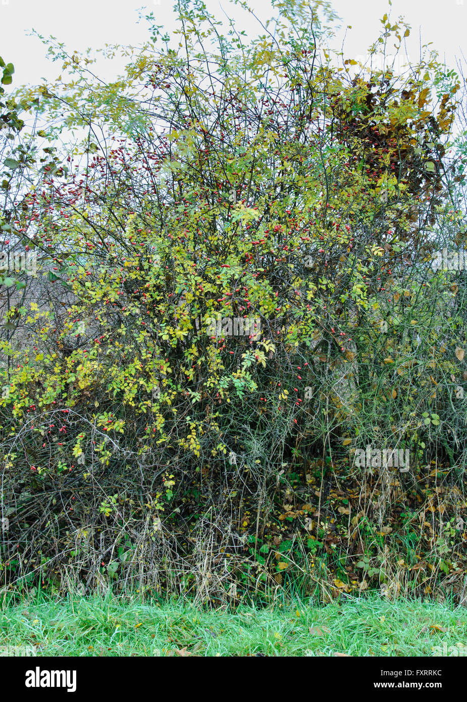Hedge with dog roses and rose hips in autumn Stock Photo - Alamy