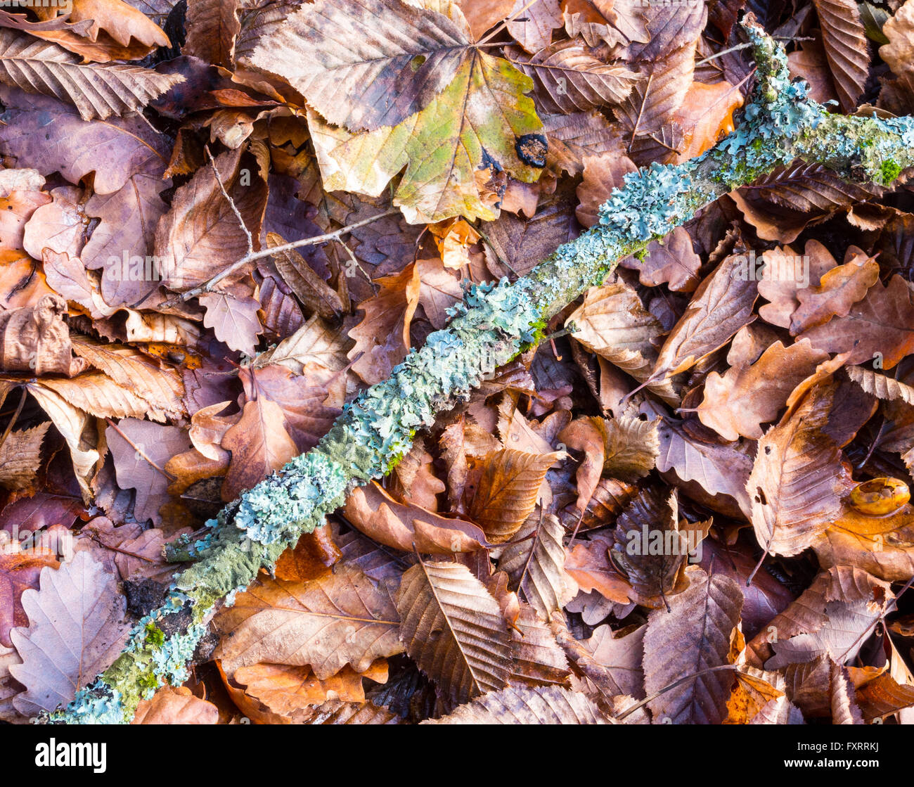 Oak twig hi-res stock photography and images - Alamy
