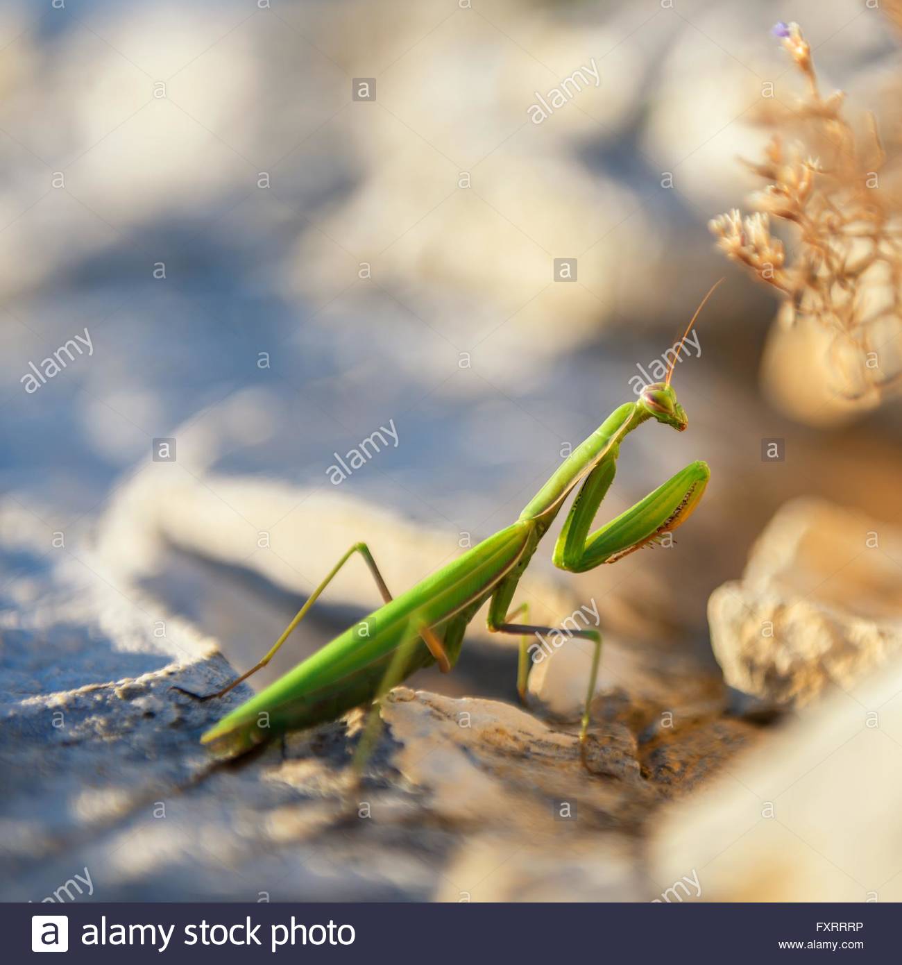 Praying Mantis Cannibalism Stock Photos & Praying Mantis Cannibalism ...