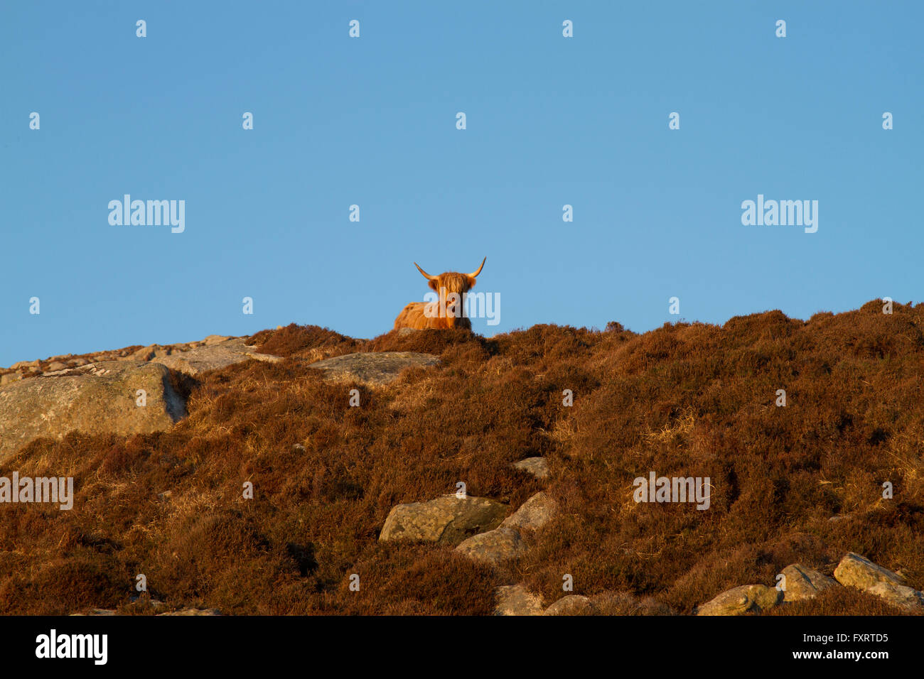 Highland cow, Outer Hebrides Stock Photo - Alamy
