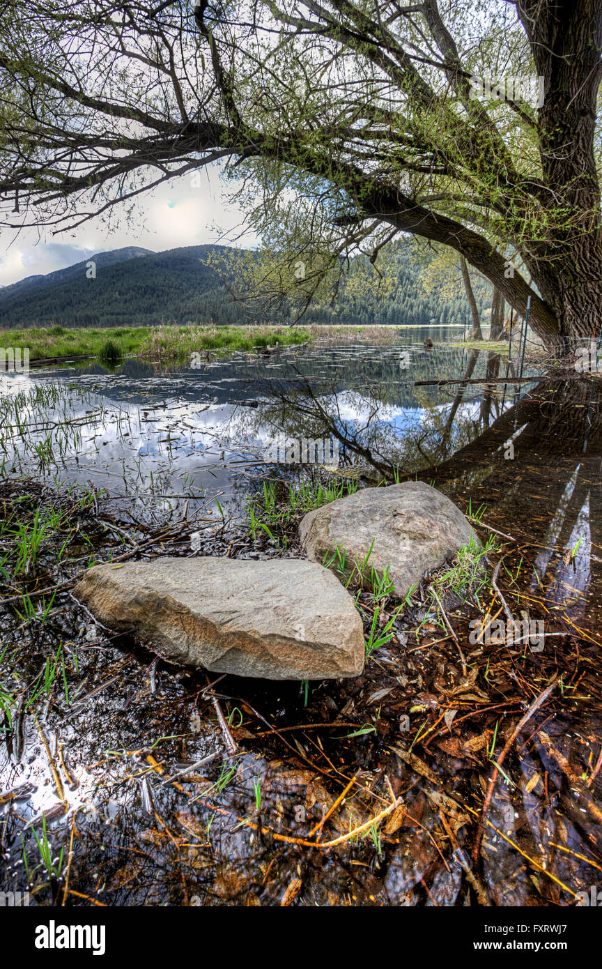 Rocks in water by a tree Stock Photo - Alamy