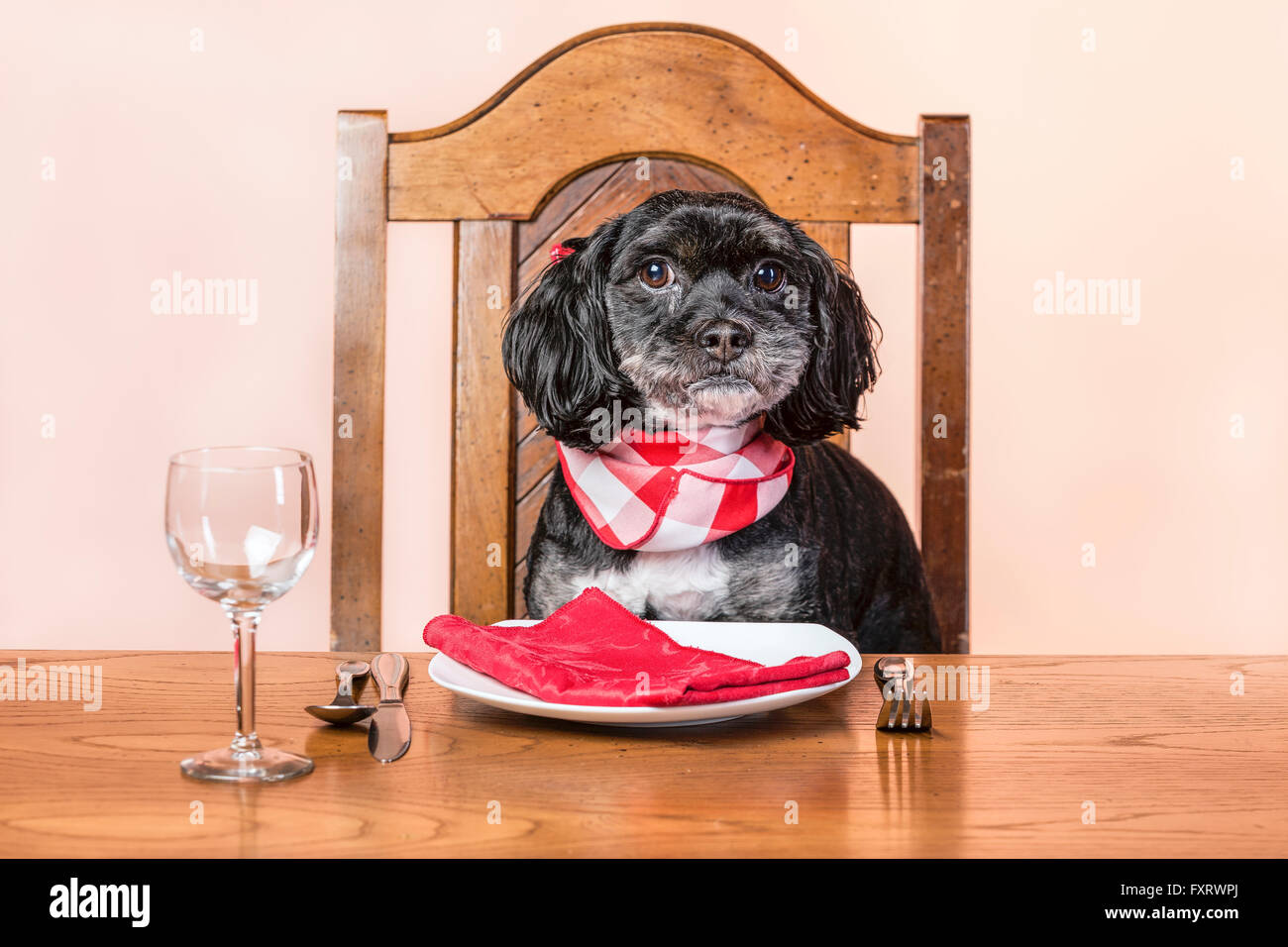 Why Does My Dog Wait For Me To Eat