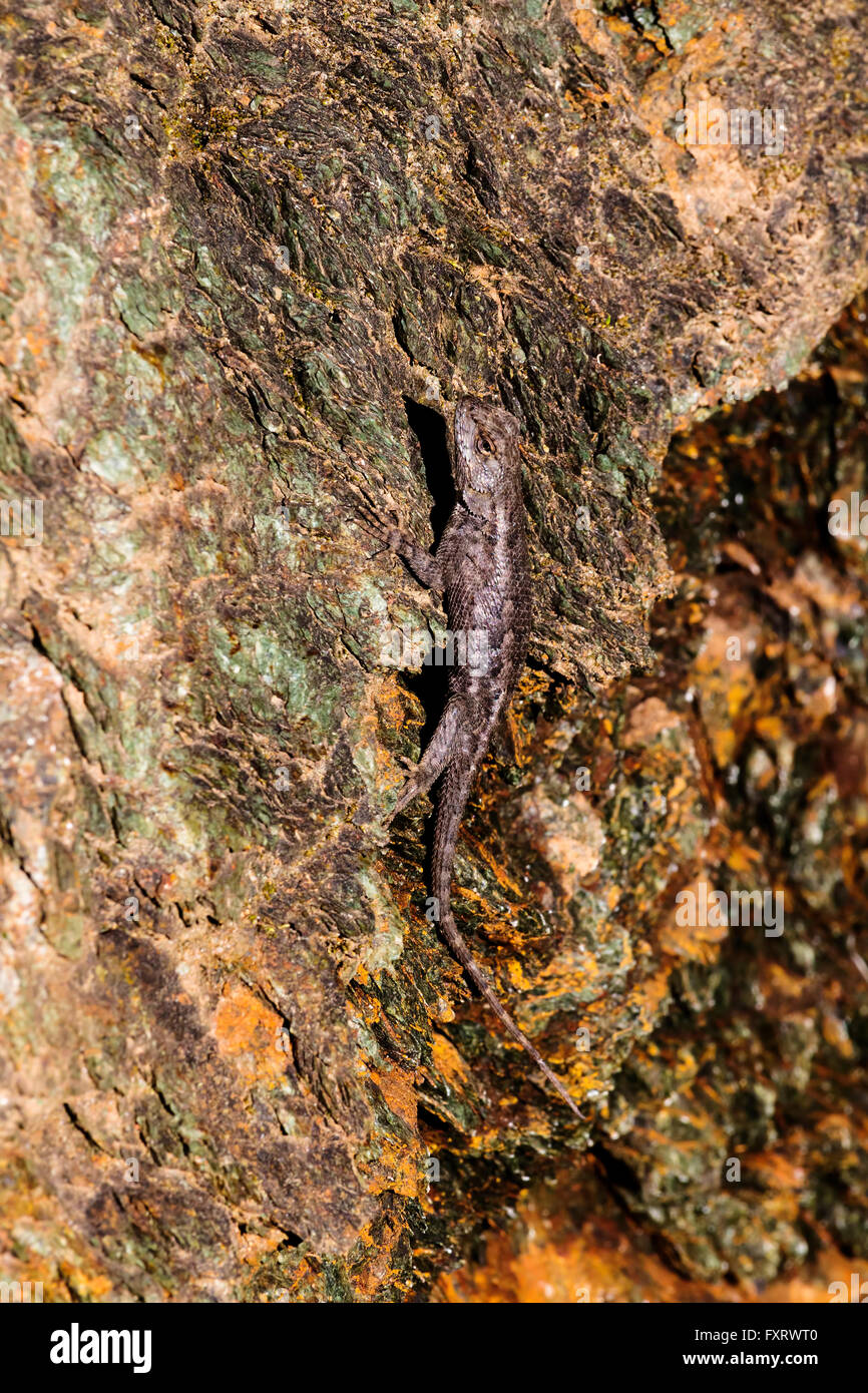 Small Lizard Basking In Sun Clinging To Rocks Stock Photo - Alamy