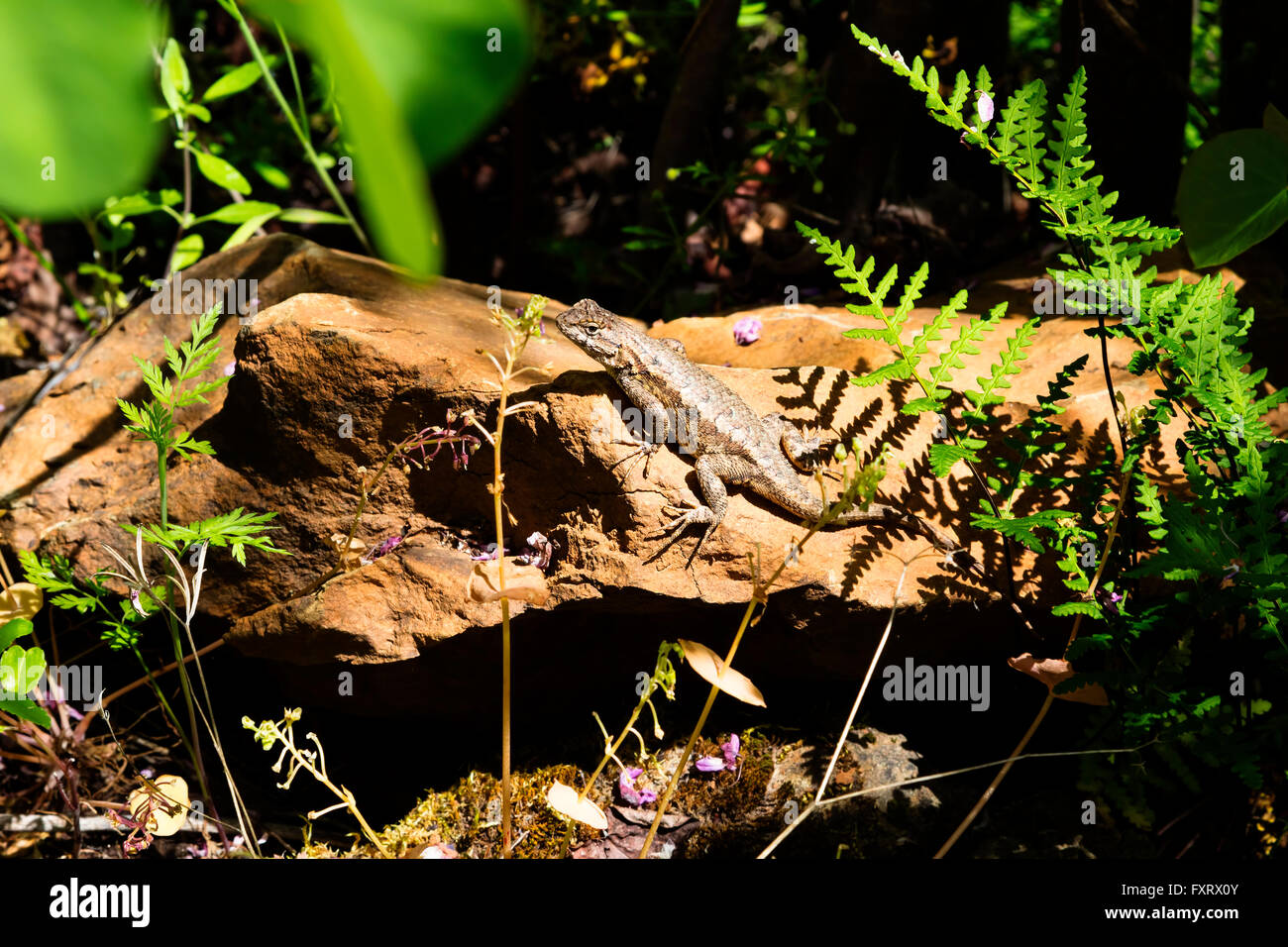 Lizard basking in sun hi-res stock photography and images - Alamy