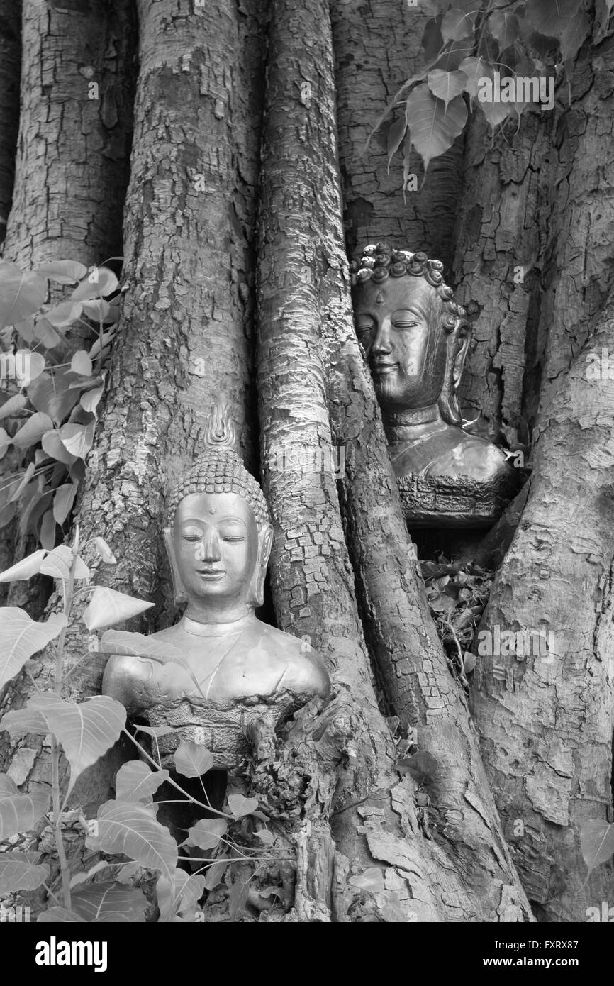 Buddha black and white hi-res stock photography and images - Alamy