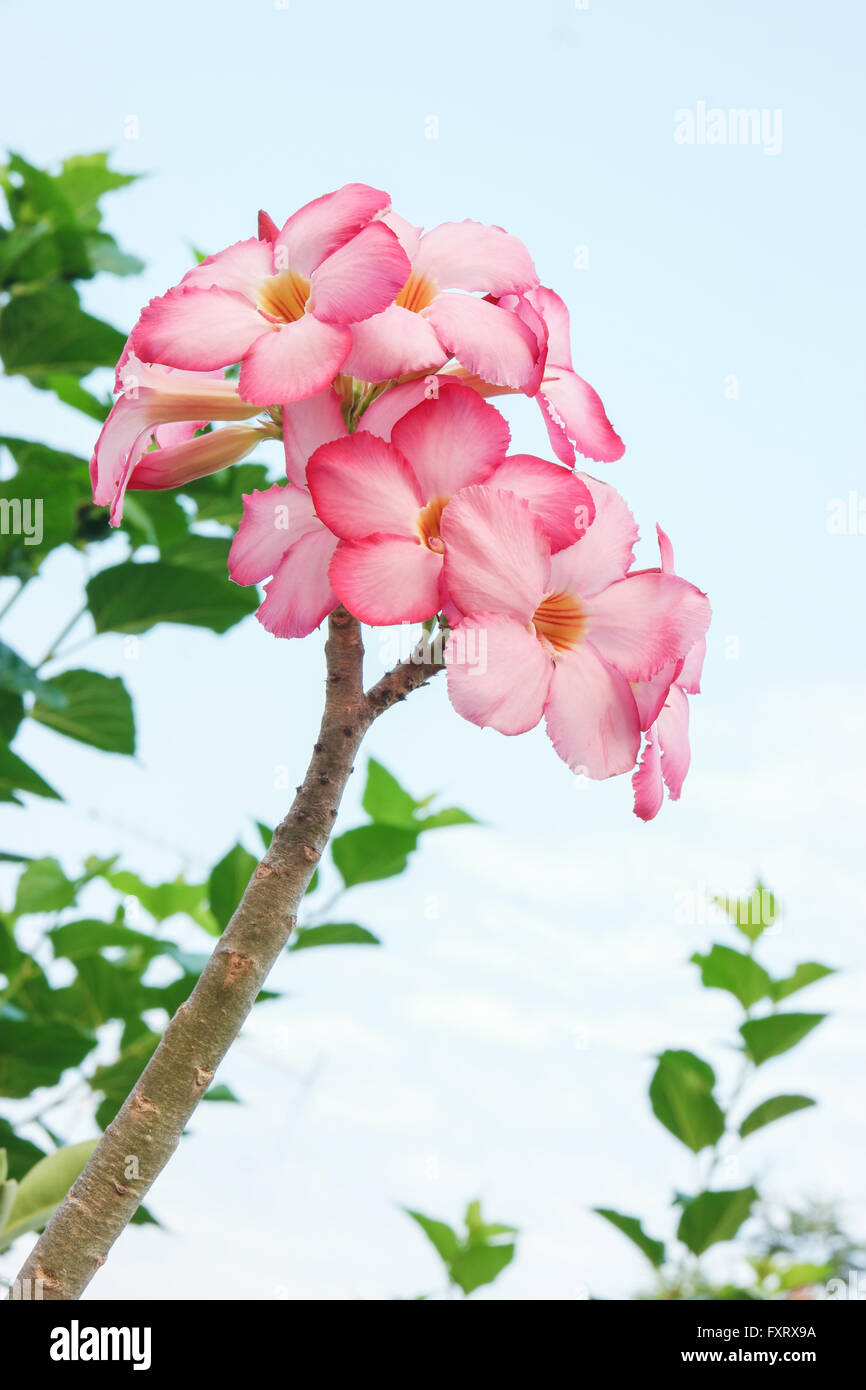 Red adenium flowers hi-res stock photography and images - Alamy